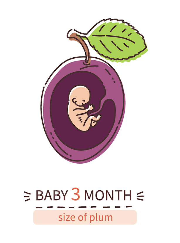 Navigating the Third Month of Pregnancy: Milestones and Considerations